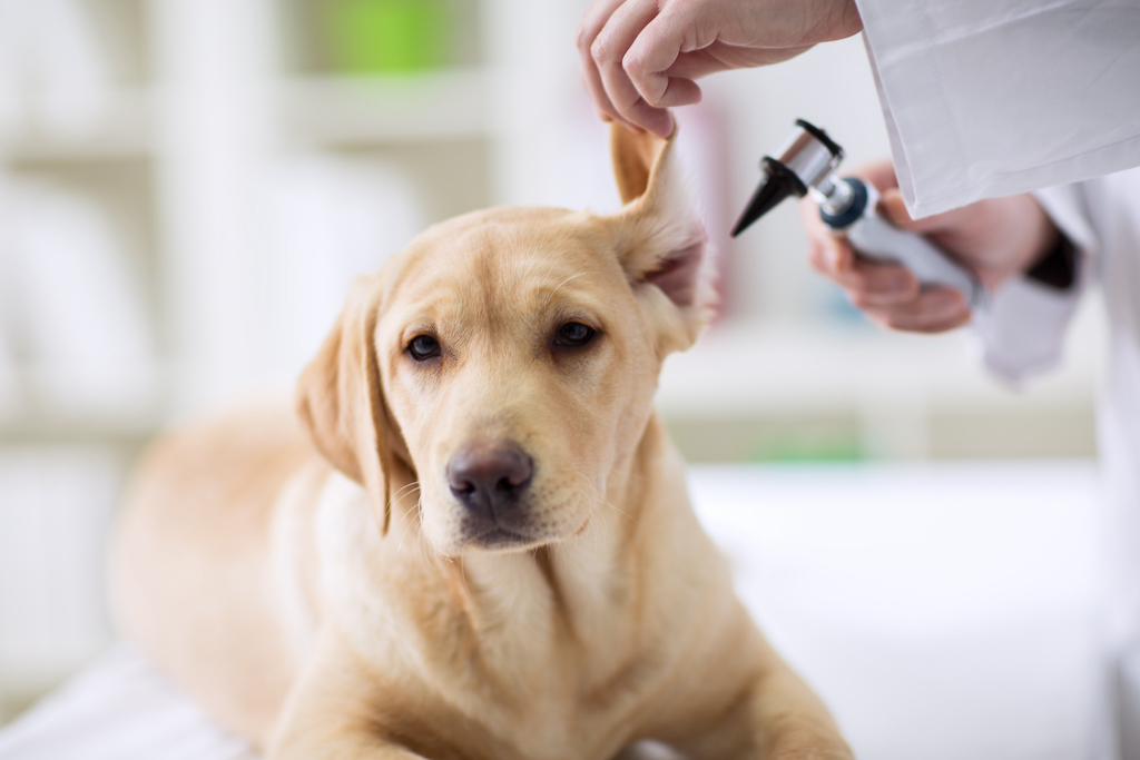 Otitis Externa (Ear Infection) - Lake Animal Hospital