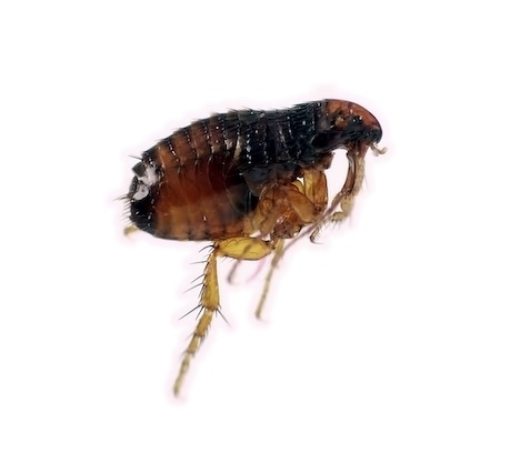 Flea Infestation - Lake Animal Hospital