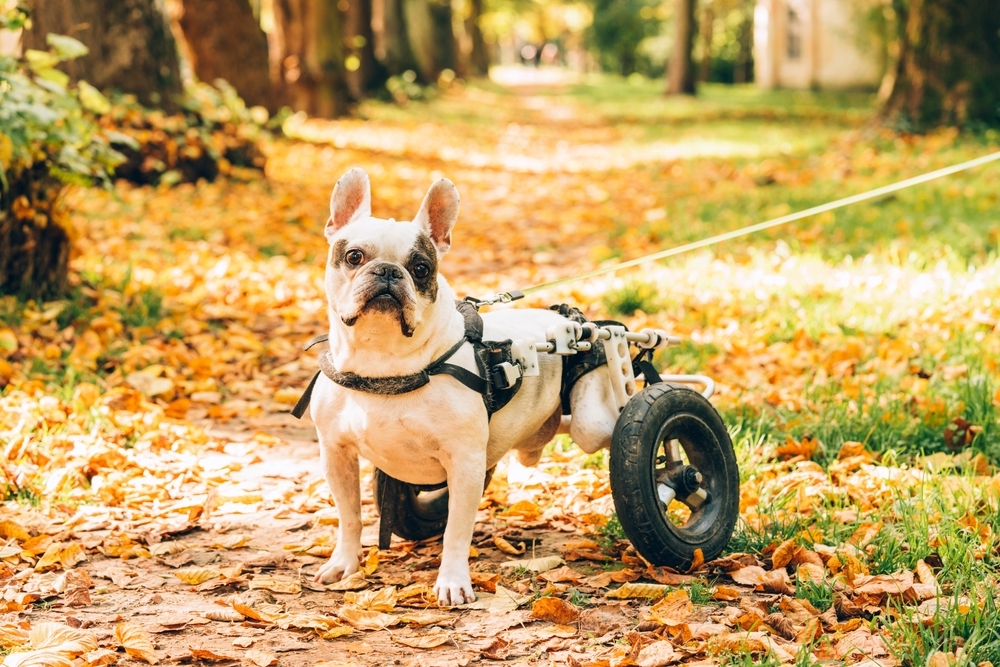 Intervertebral Disk Disease of Dogs - Lake Animal Hospital