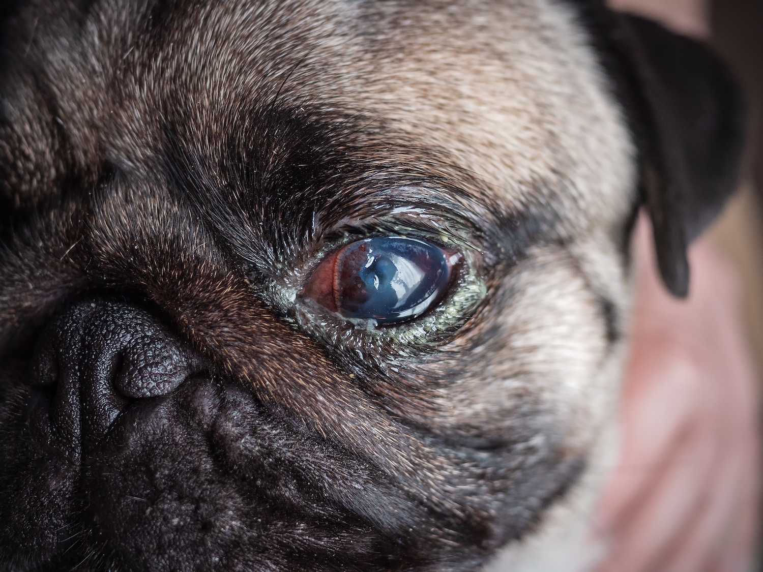 Keratoconjunctivitis Sicca (Dry Eye) - Lake Animal Hospital